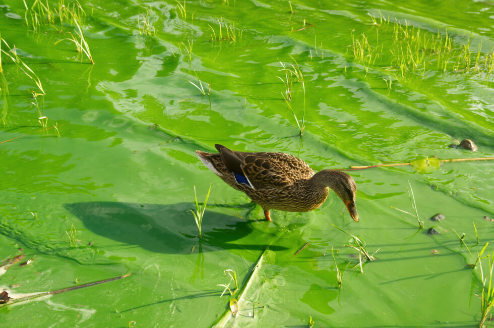 Aquatics - Earth Science Laboratories
